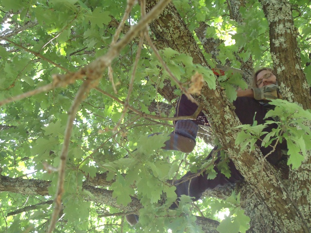Drinking whisky in a tree | Enormous Elk